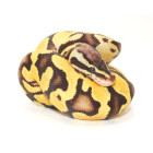 Royal Python Morphs | GlobalGeckos.co.uk